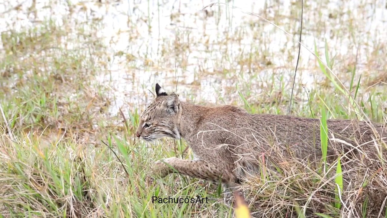 Bobcat in the Everglades - YouTube