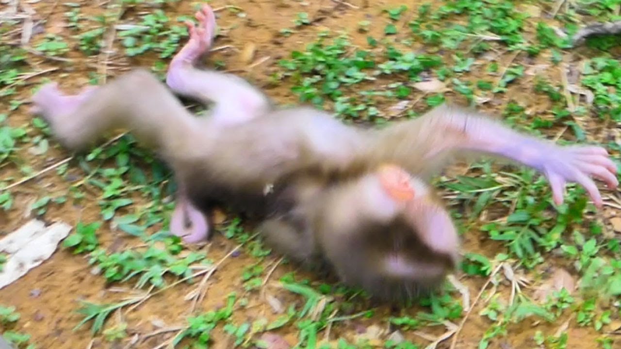 Oh god! unbelievable tiny baby monkey jumping down from giant stone to ...