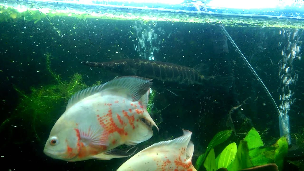 Gar feeding - YouTube