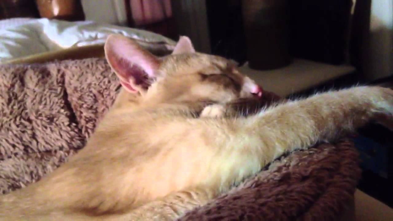 Franklin the 3-foot long cat - YouTube