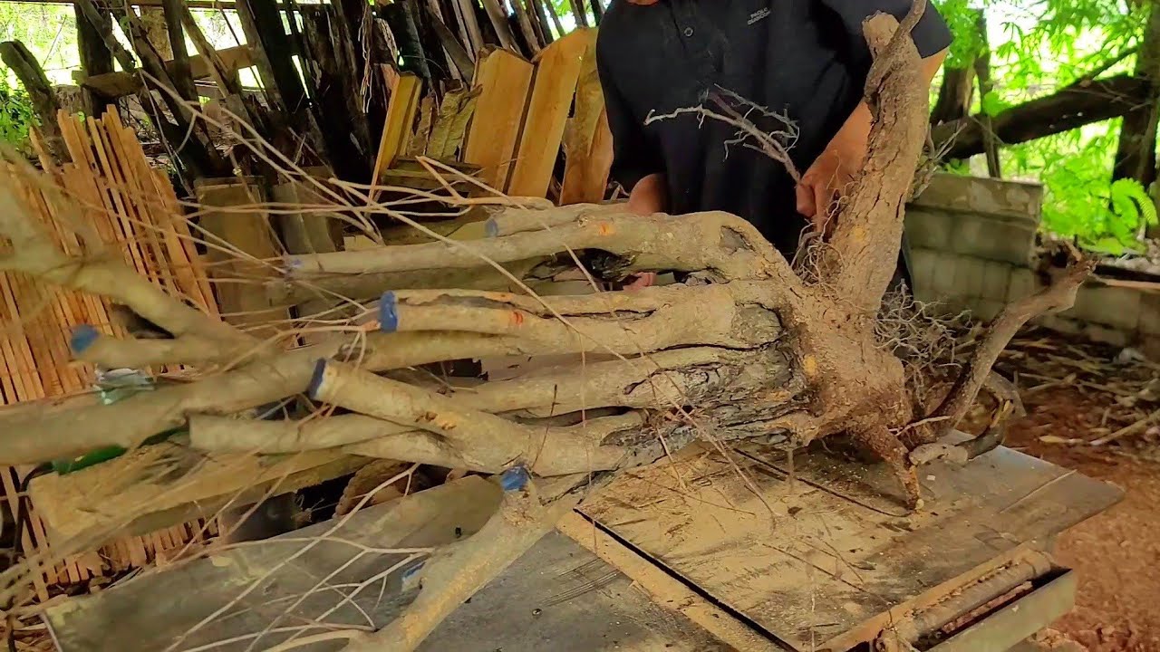 This root is a wood root that dates back to ancient times and is now ...