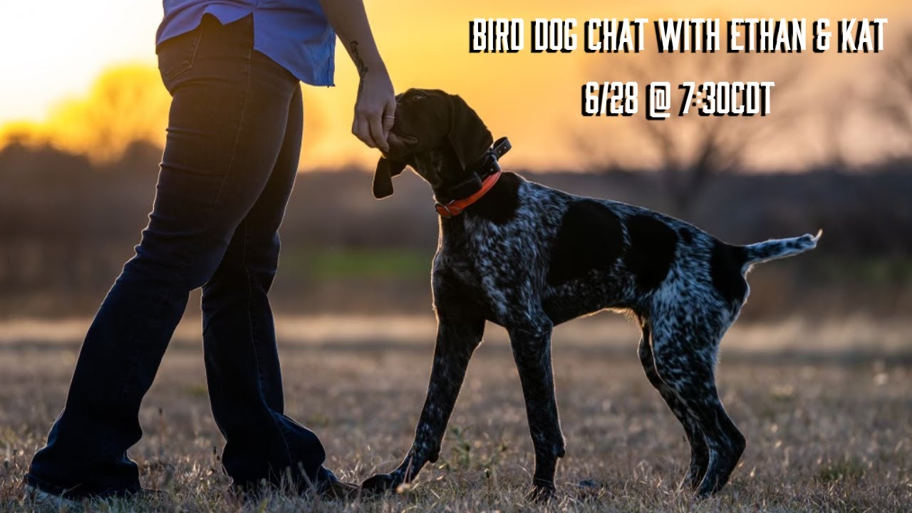 Build a Better Dog - 3 Tips to Success - YouTube