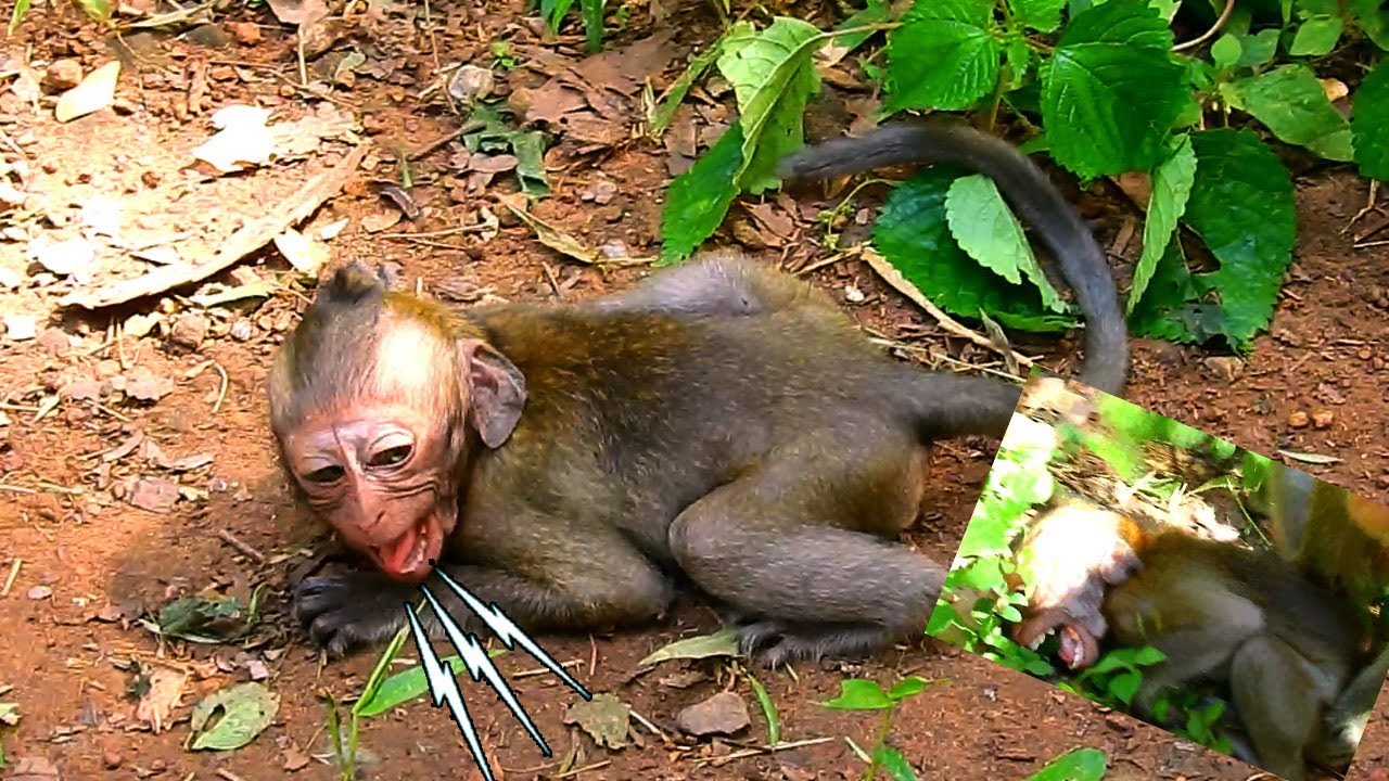 Heart-Breaking! Poor Baby Ronnie Got Hurt By Monkey Calvin Till He ...