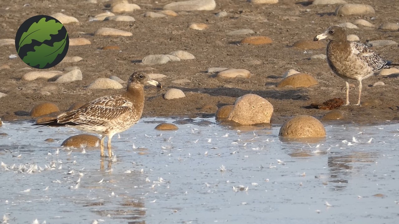 Gaviota peruana 2 (Larus belcheri) juveniles | Aves de Chile - YouTube