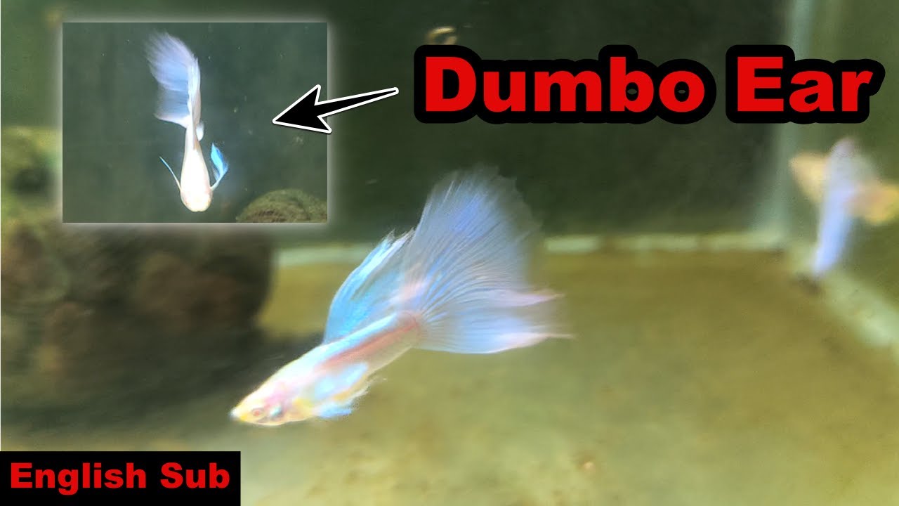 Dumbo ear blue topaz guppy #guppy #guppybreeder #guppybreeding # ...