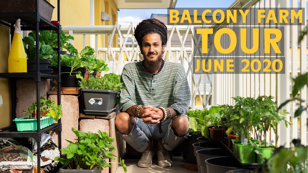 A tour of my balcony farm - June 2020 - YouTube