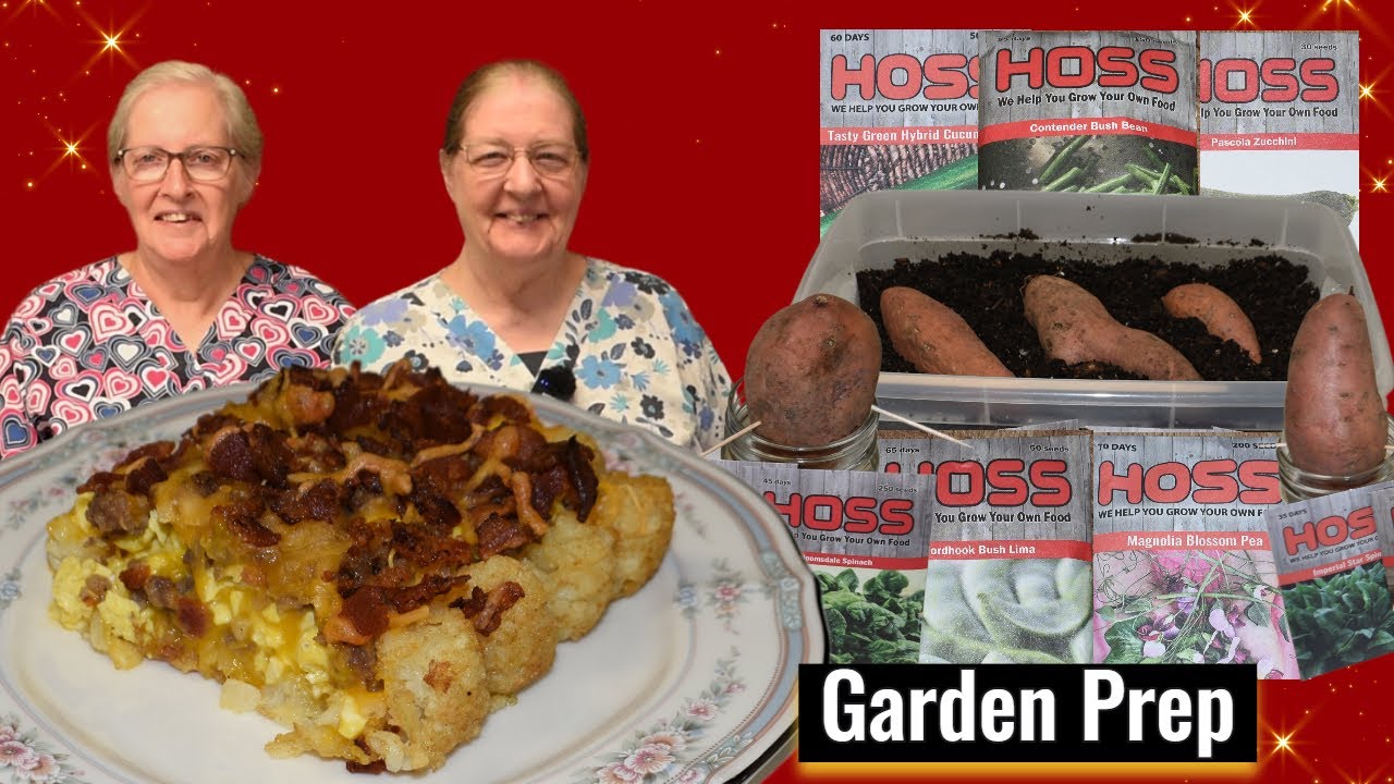 Starting Sweet Potato Slips, Delicious Tater Tot Breakfast Pizza ...