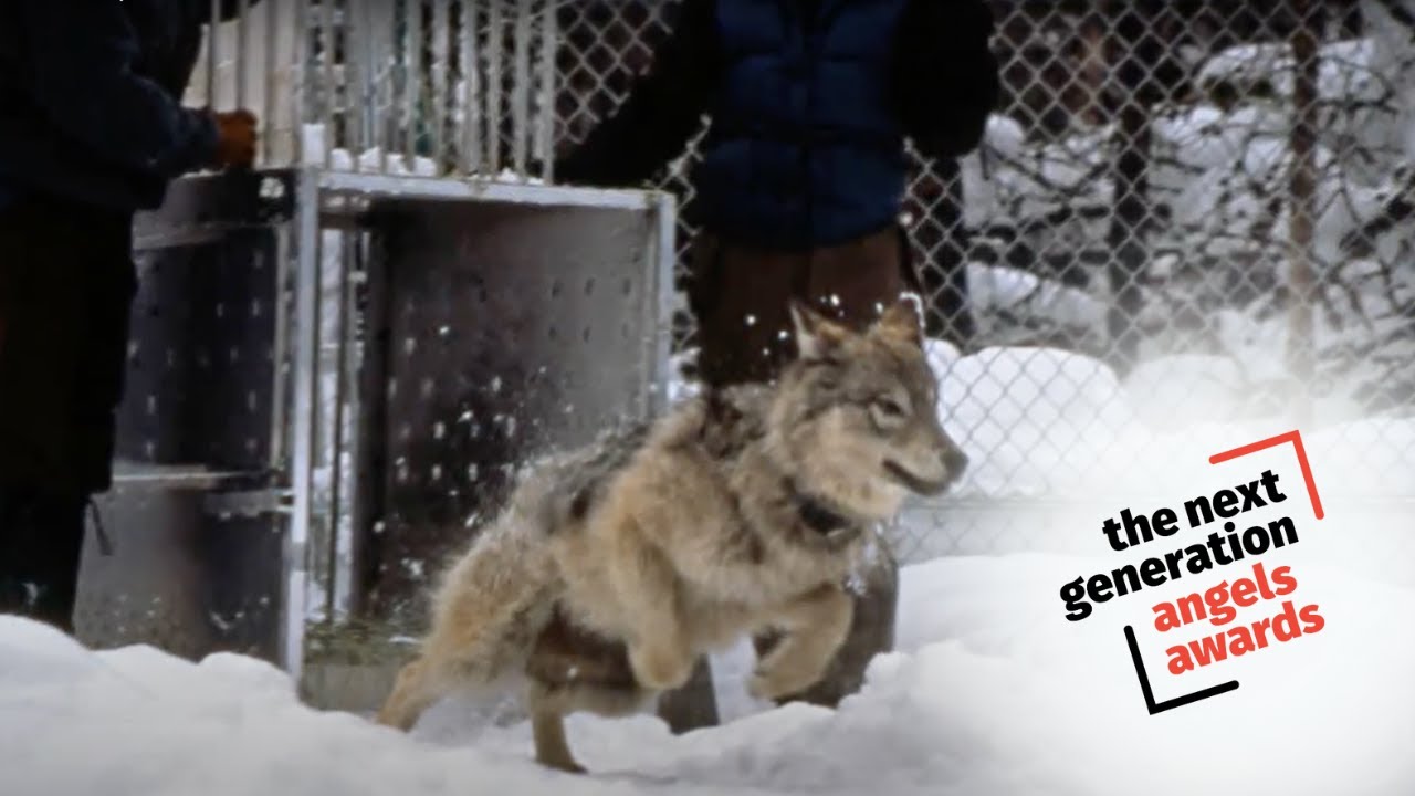 Wolves: Bloodthirsty Menaces or Stewards of the Land? │2022 Next ...