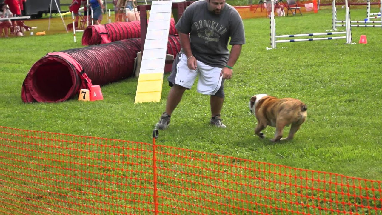 Bulldog Agility- Zahi CPE Level 1 Wildcard Run - YouTube