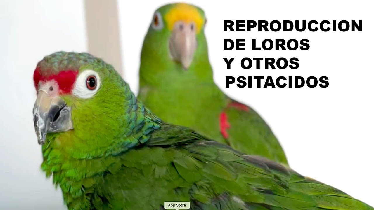 REPRODUCCIÓN DE LOROS Y OTROS PSITACIDOS - YouTube