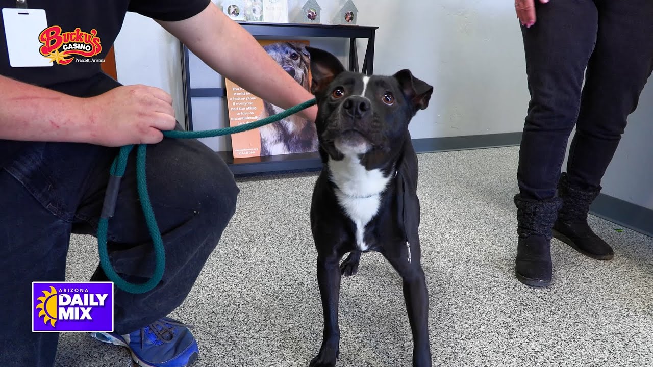 Adorable Adoptable Dogs at Yavapai Humane Society - YouTube