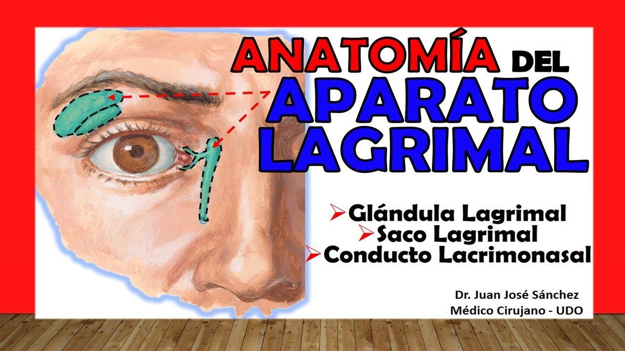 🥇 APARATO LAGRIMAL. Glándula Lagrimal, Fácil y Sencilla - YouTube