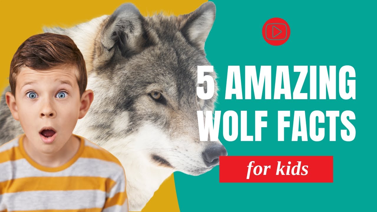 WOW! Top 5 Amazing Wolf Facts for Kids - YouTube