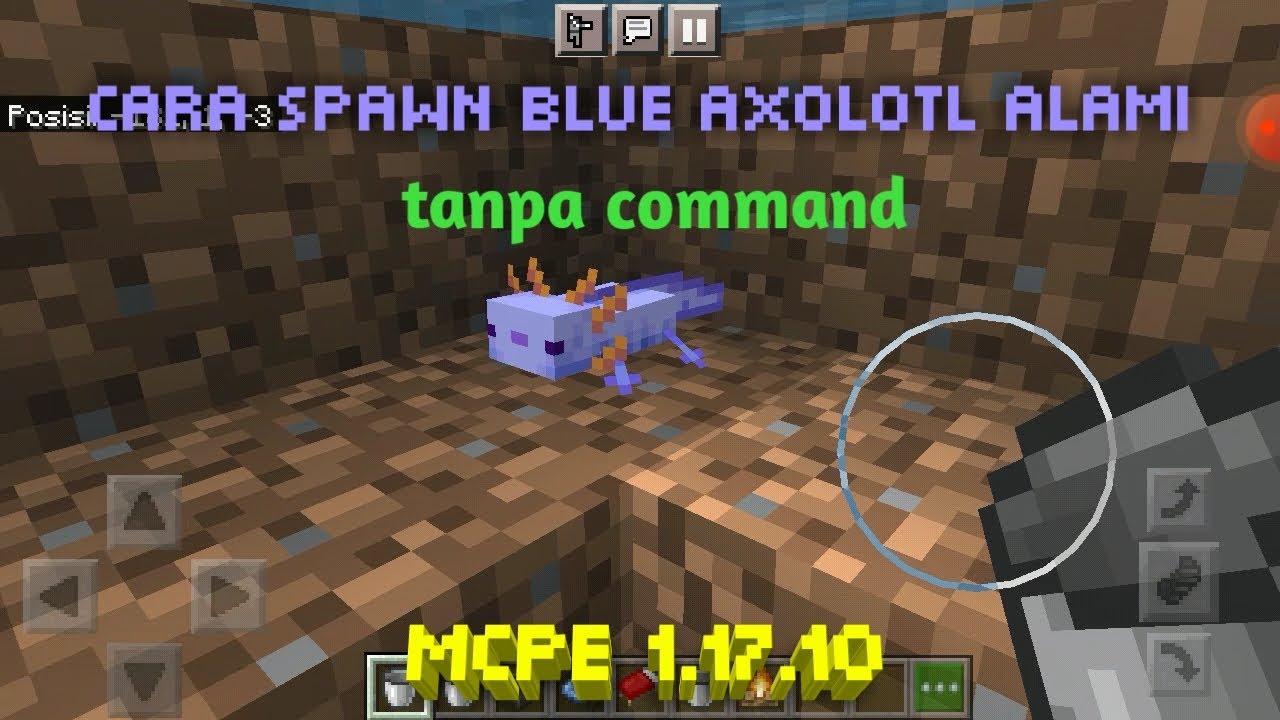 cara spawn blue axolotl di minecraft - YouTube