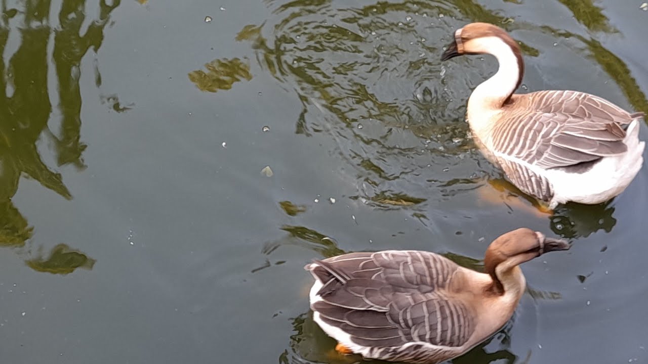 Swan at Safari Park YINXIAN RESORT SHENZHEN #touristspot #traveling # ...