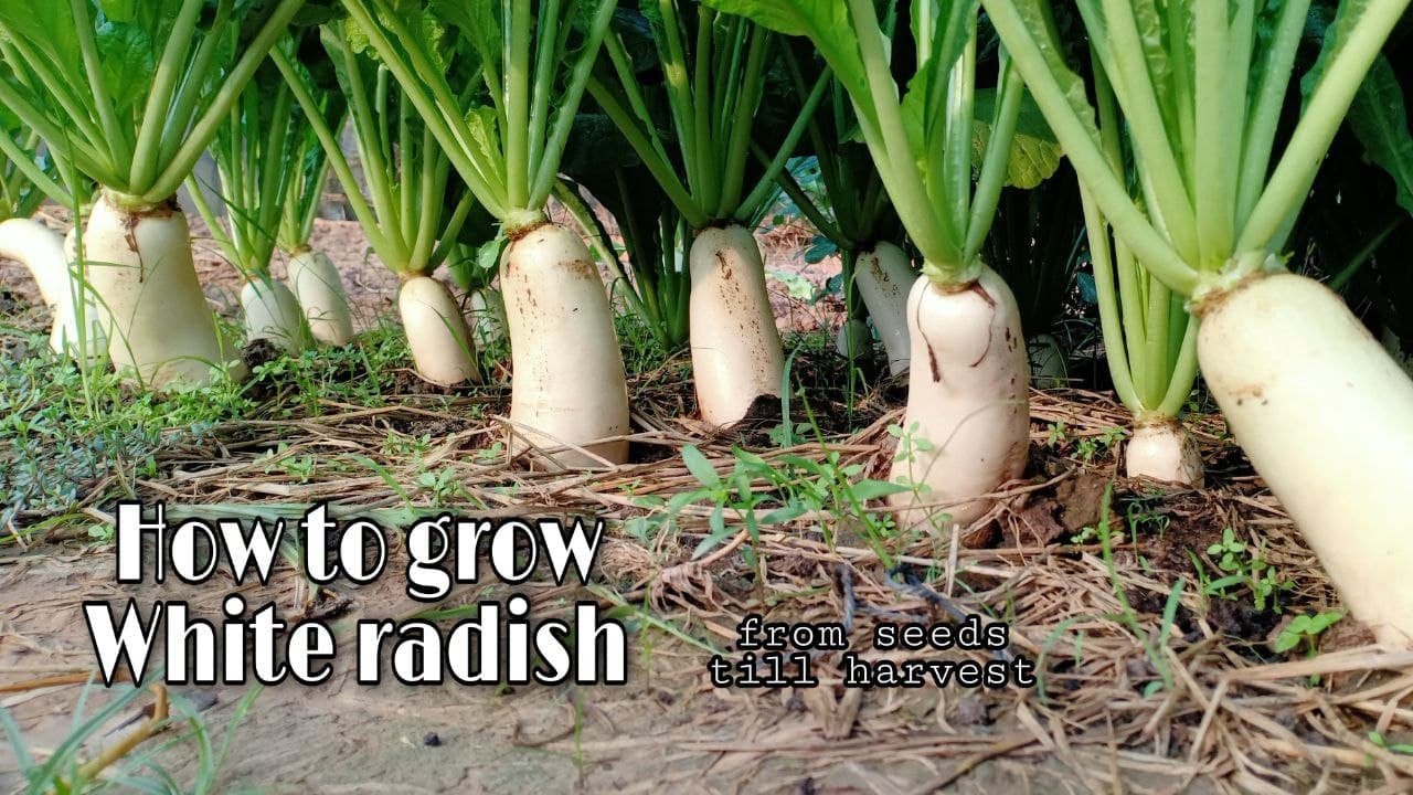 Growing White Radish From Seeds Till Harvest / Easy and Grow well ...