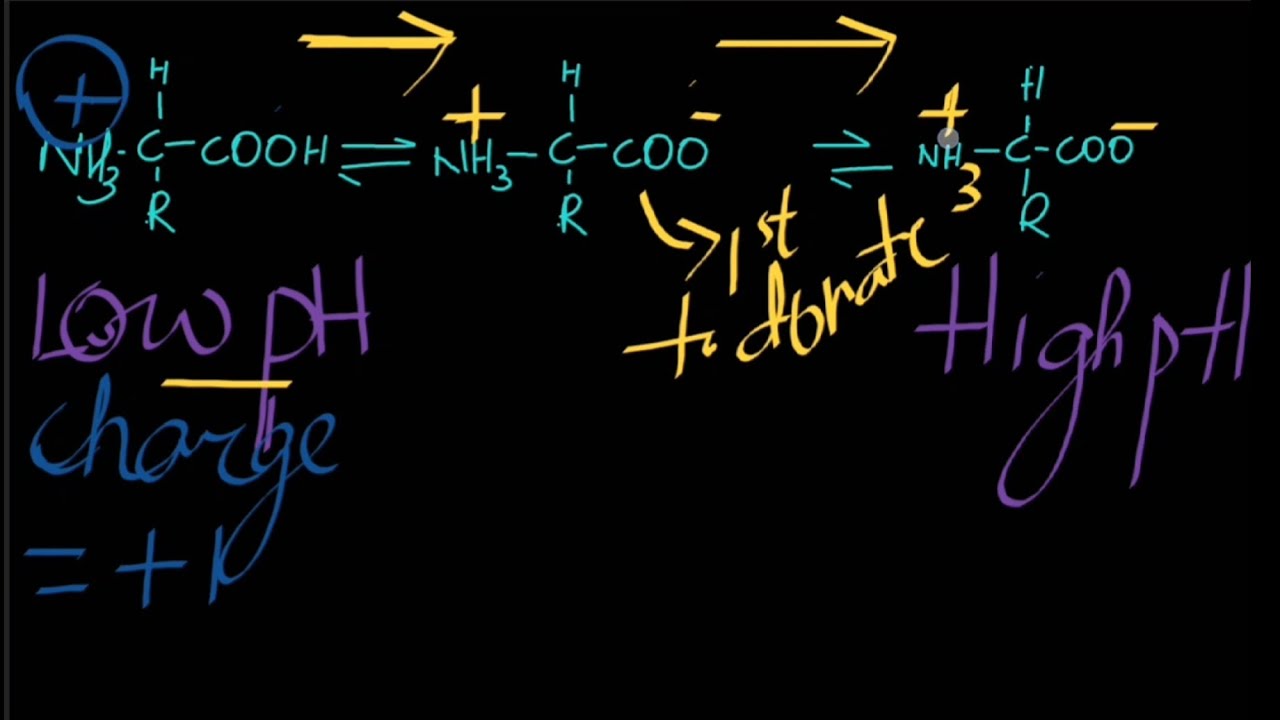 Zwitterion & Isoelectric Point (pI) Made Easy | Amino Acids Explained ...