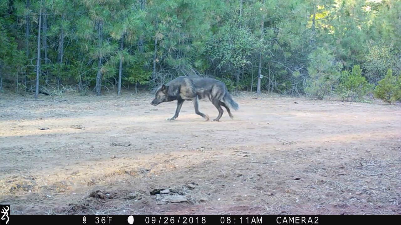 Black Wolf Walking
