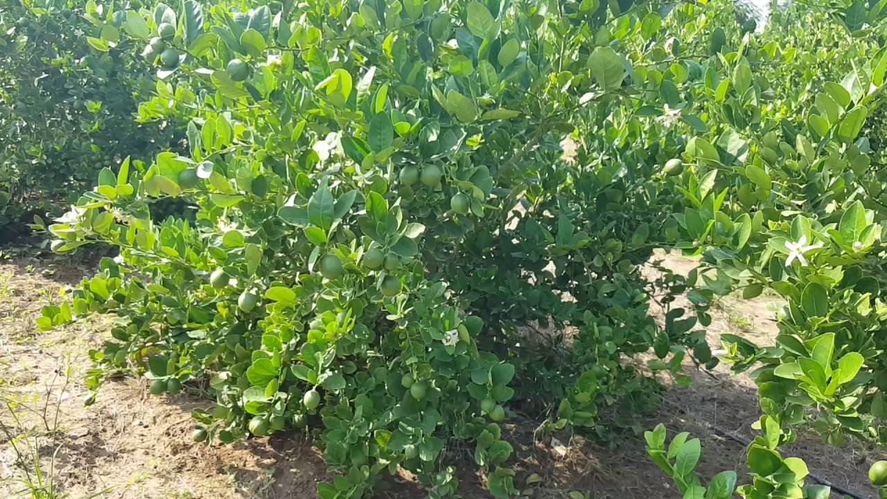 Seedless lemon farming(1) - YouTube