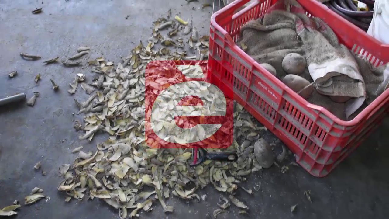 Kantidat di konènchi morto tur na karpata deskubrí den frizer di ...