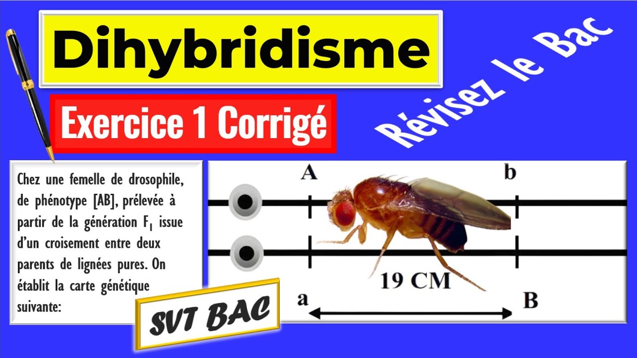 Dihybridisme exercice corrigé: Cas de 2 gènes liés chez la drosophile ...