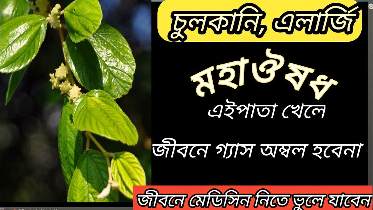 কুল পাতা বা বড়ুই পাতার ভেষজ গুন @Medicinal properties of Barui leaves ...