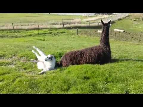 Goat & Llama Play Together - YouTube