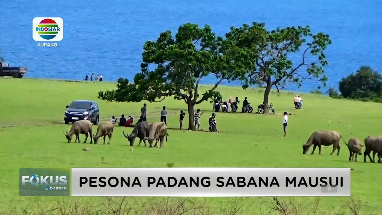 MENGISI WAKTU LUANG MENIKMATI KEINDAHAN PADANG SABANA MAUSUI ...