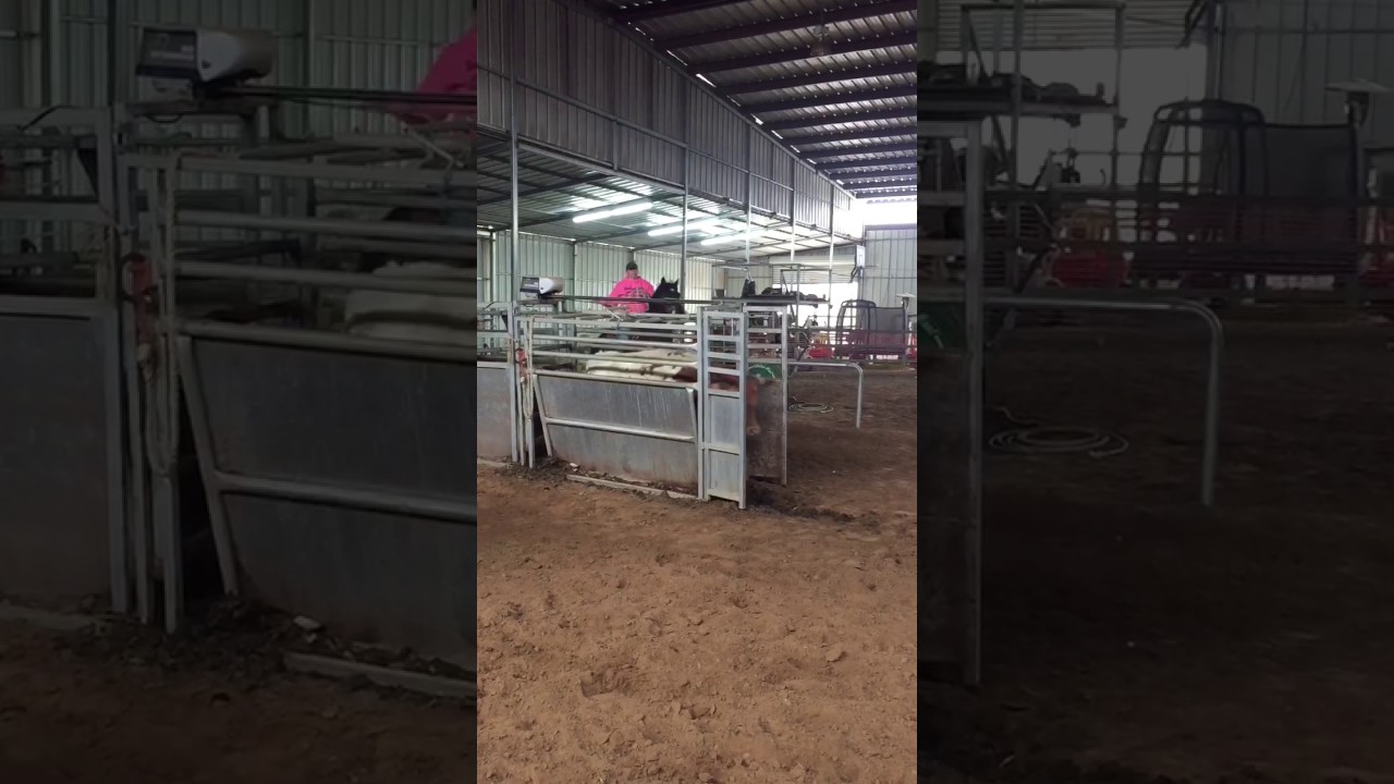 Remote Team Roping Chute - YouTube