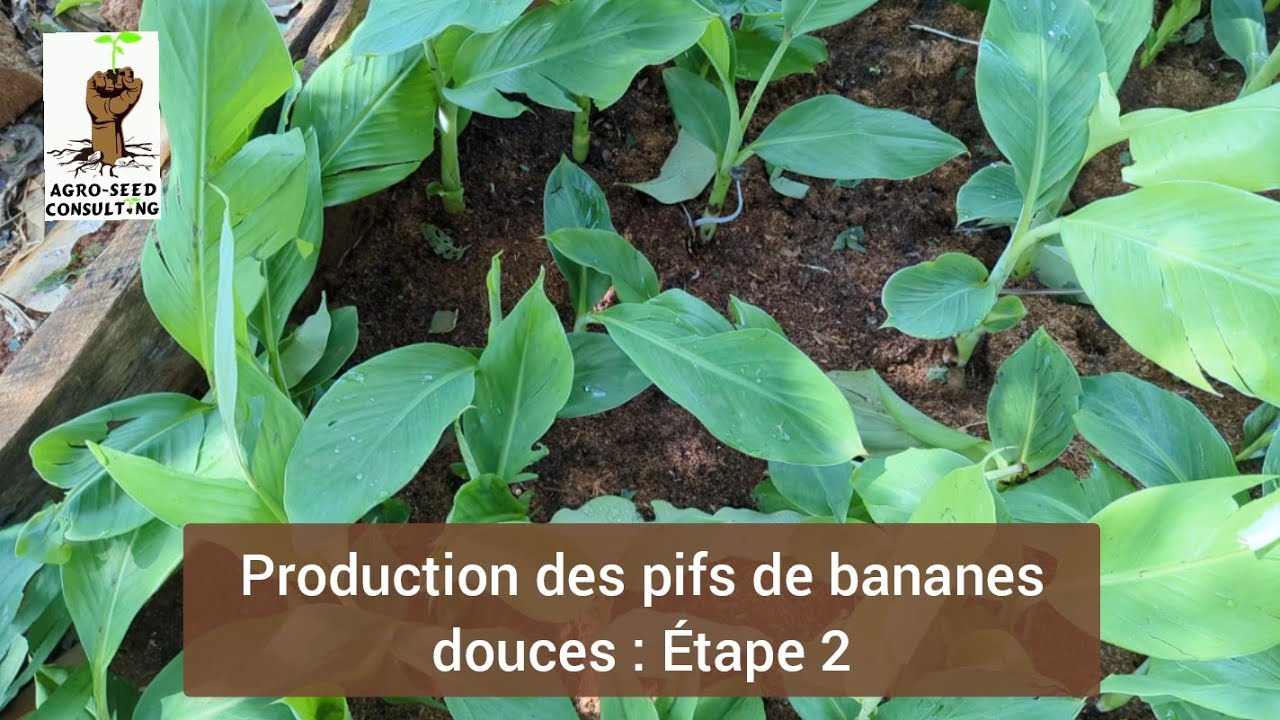 Production des pifs de bananes douces ( Étape 2) - YouTube