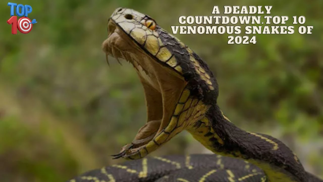 Top 10 Venomous Snakes of 2024: A Deadly Countdown. - YouTube