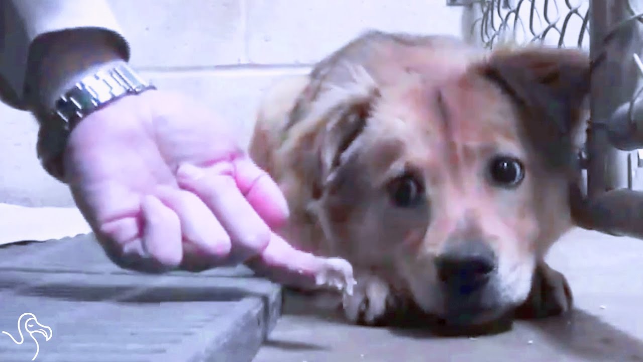 Scared Dogs Start To Trust People Again - YouTube