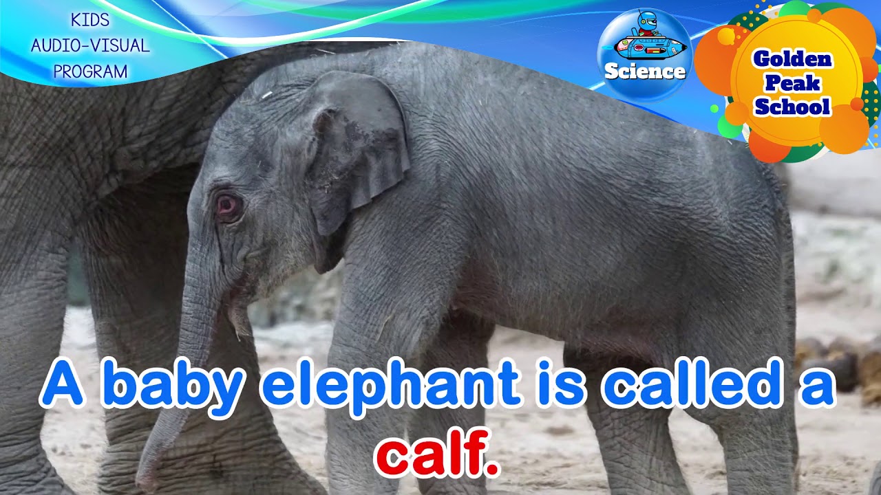 Science Baby Animals - YouTube