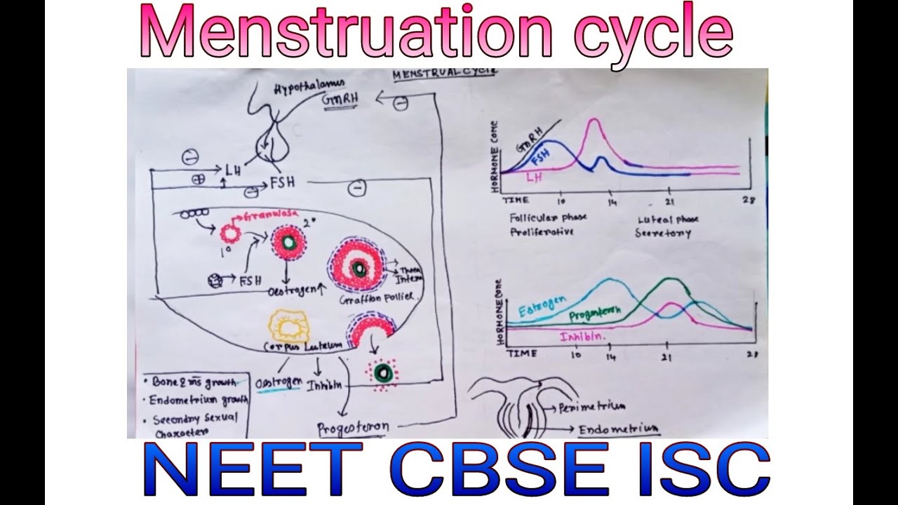 Menstruation Cycle Class 12 NEET YouTube menstruation-cycle-class-12-neet-youtube