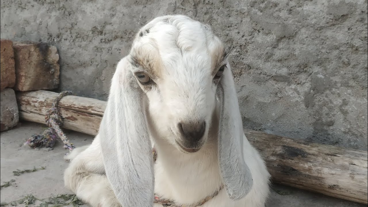 CUTE BABY BACHCHE 😍😘 ANIMALS CETIGERY // - YouTube