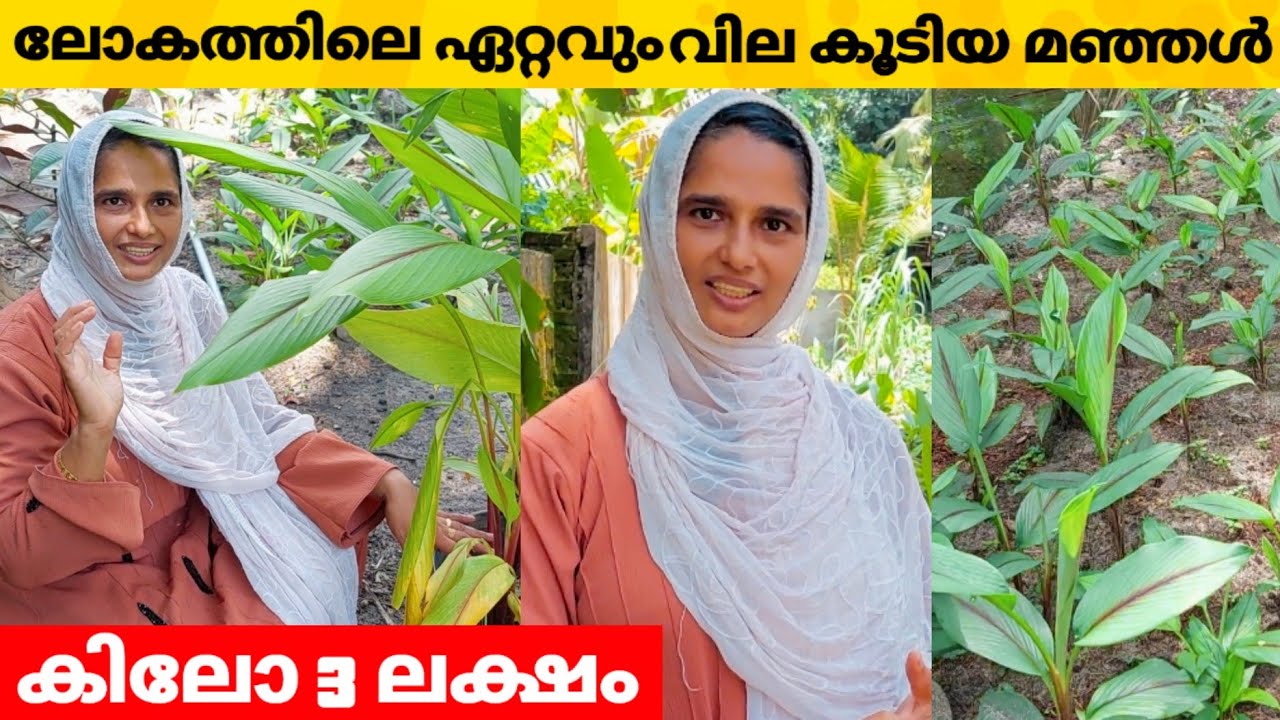 കിലോ 3 ലക്ഷം ;ലോകത്തിലെ ഏറ്റവും വിലകൂടിയ മഞ്ഞൾ | world's most expensive ...