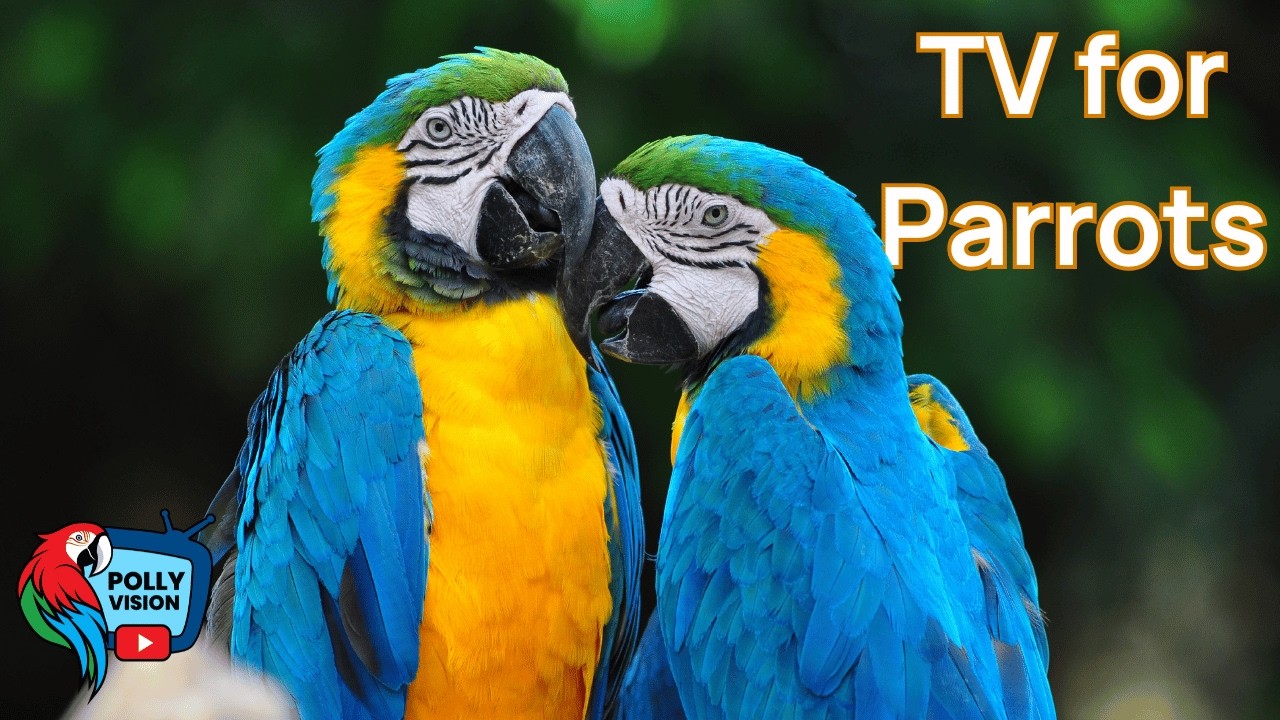 RELAX with Calming Parrot Soundscapes - YouTube