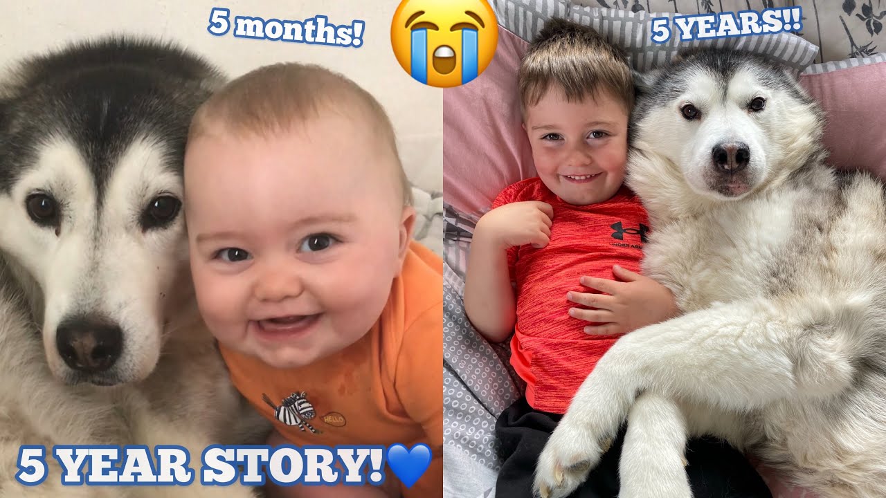 The Full 5 Year Story Of My Baby & Husky Becoming Best Friends!😭💙 ...