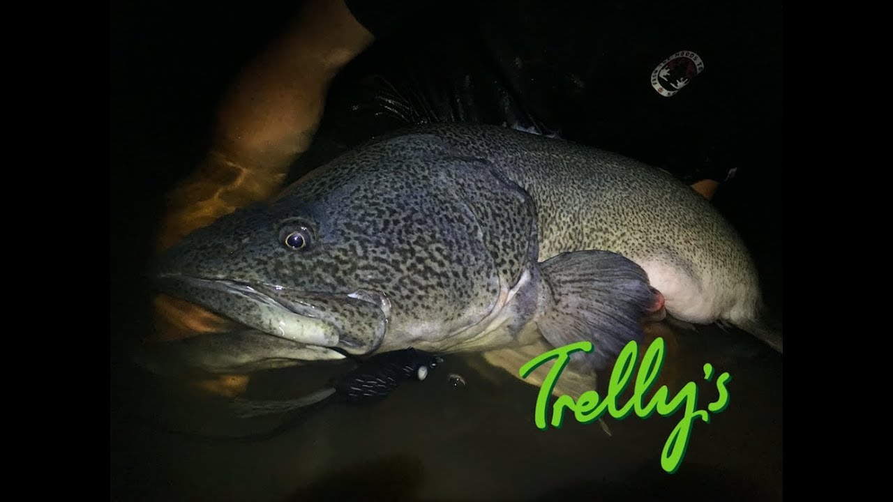 BIG Murray Cod !! // Skinny Water Surface Live Target Rat + Bonus Vid ...