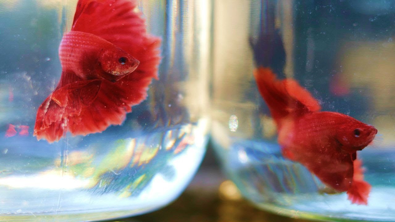 peces betta super red ya estan grande #5 - YouTube