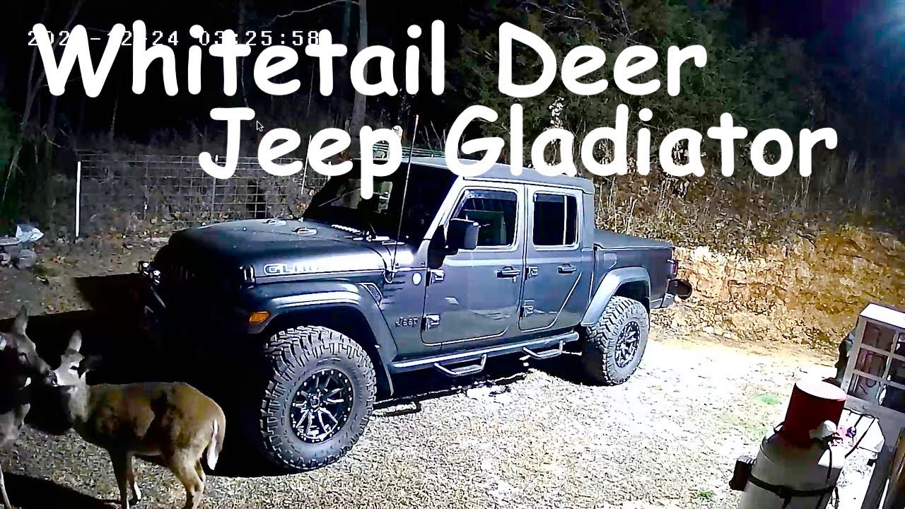 Whitetail Deer sees reflection in Jeep Gladiator Merry Christmas - YouTube