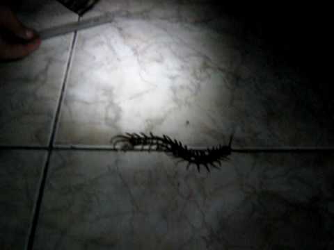 The "40 legger" hunter...aka Brett impersonating Steve Irwin - YouTube