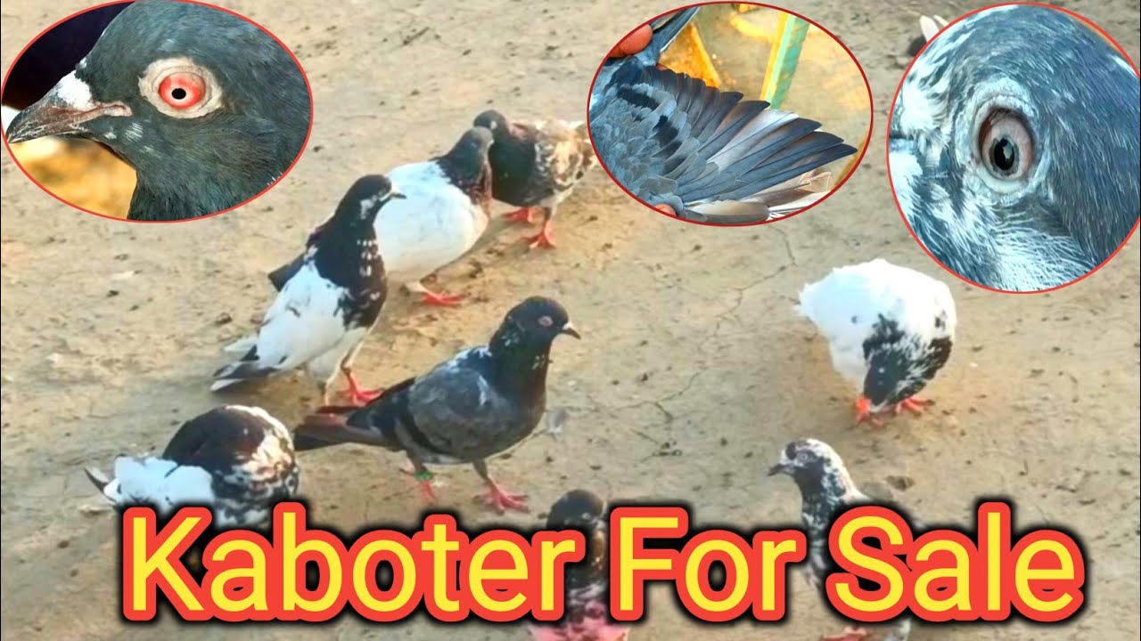 Kaboter For Sale | Buhat Hi Ache Jorhon Wale Kaboter| Kaboter Baazi ...