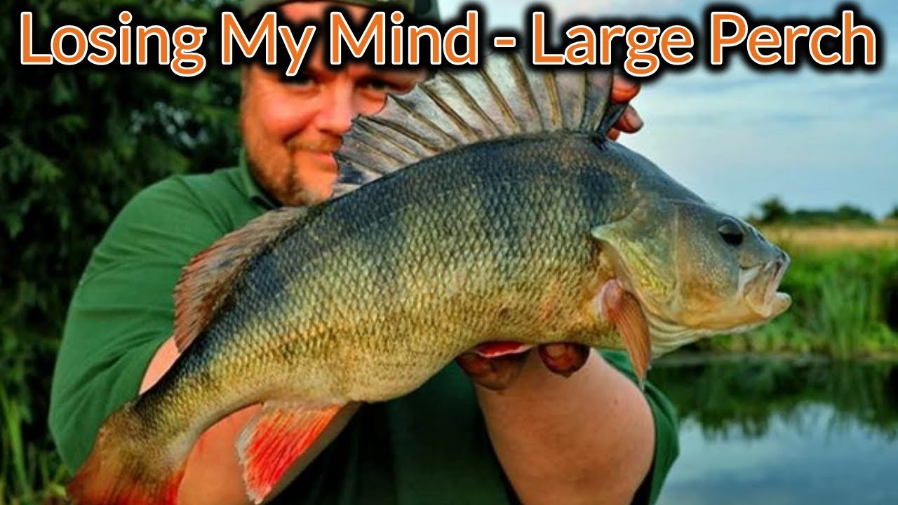Short Evening Trip - Large Summer Perch! (Video 170) - YouTube