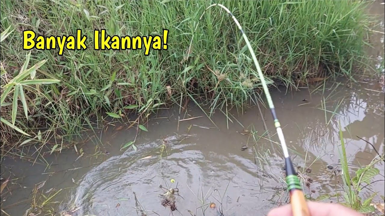 Mancing Ikan Wader di Selokan Kecil Pinggir Sawah, Memang Mantap!! - YouTube