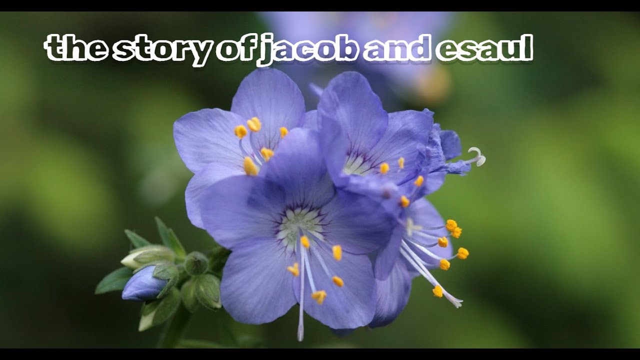 the story of Jacob and esaul - YouTube