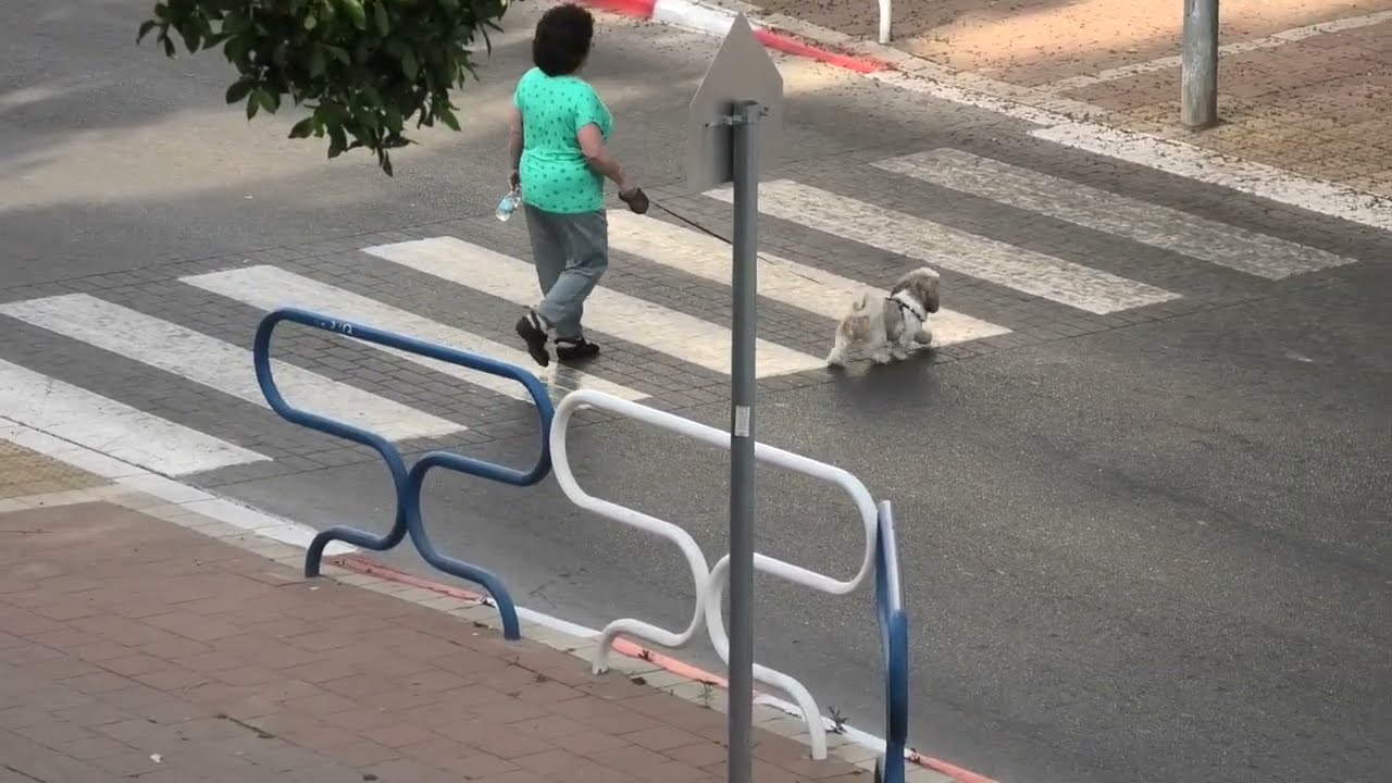 Cute small dog crosses the road at the road crossing 🐕🚸 - YouTube