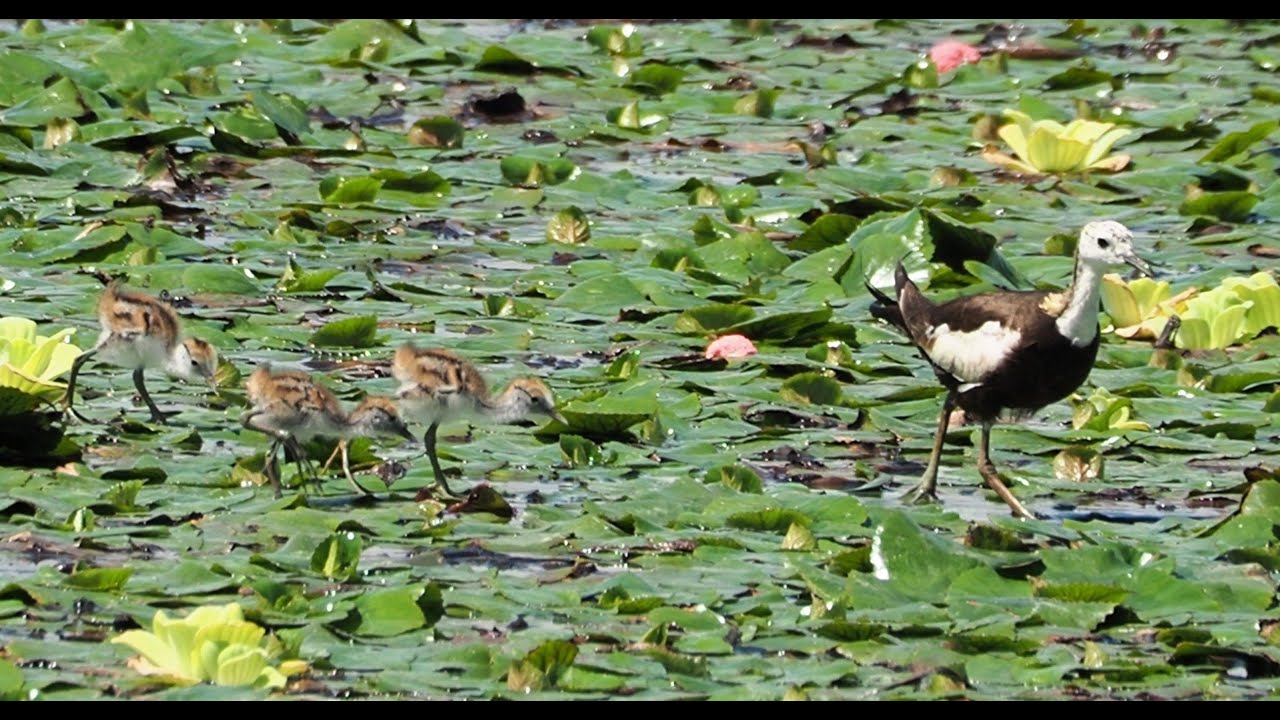 1130904 The Pheasant-tailed Jacana father taking care of 3 chicks ...