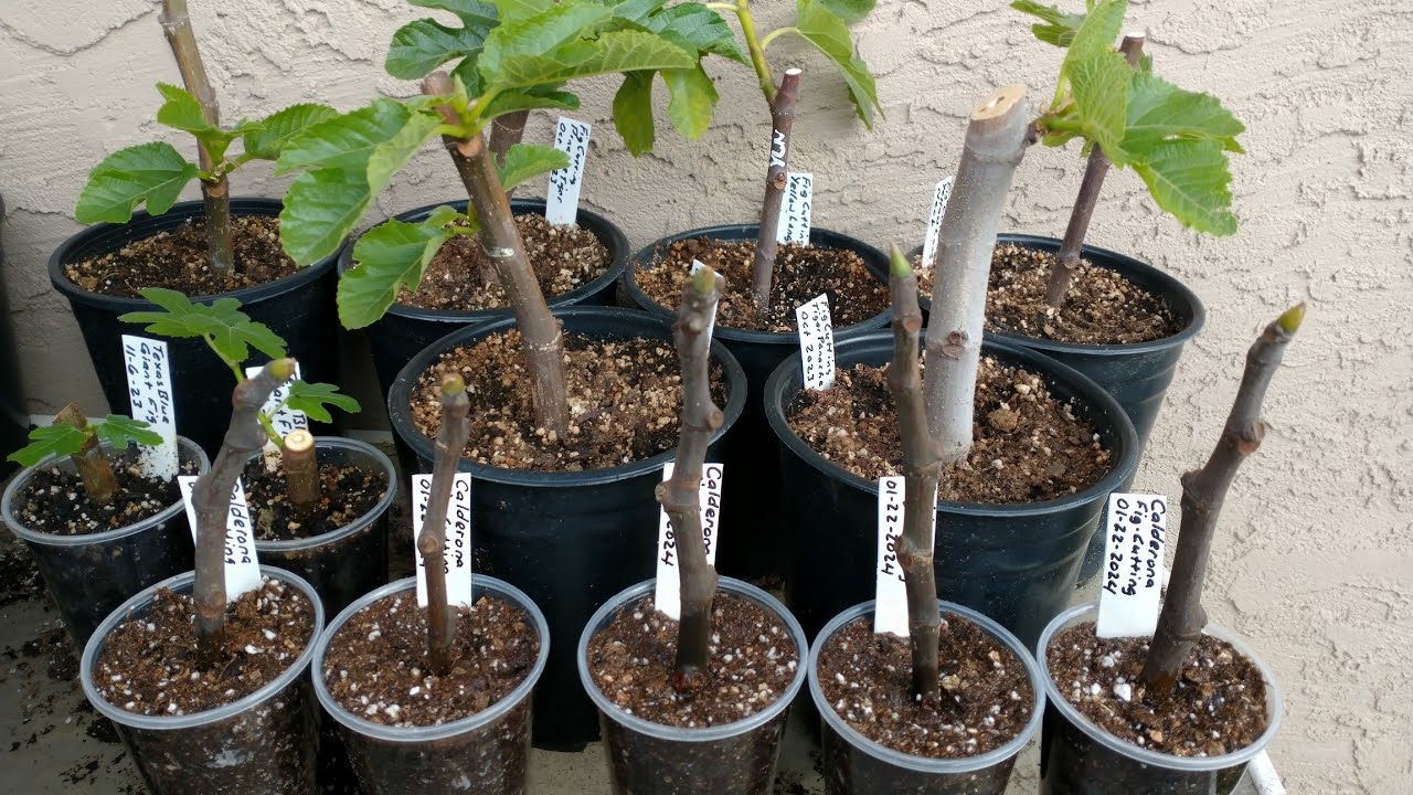 Calderona Fig cuttings, finally found this variety - YouTube