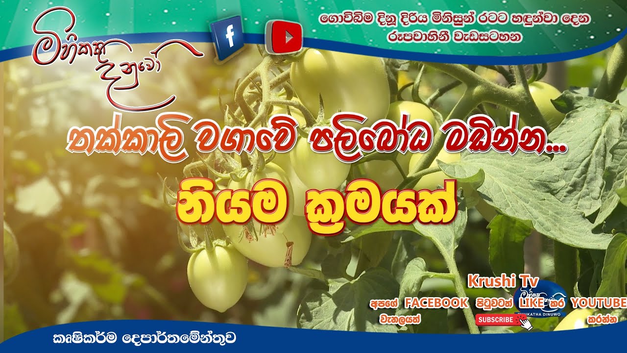 Mihikatha Dinuwo TV Program | තක්කාලි වගාවේ පිළි‍බෝධ මඩින්නා..නියම ක් ...